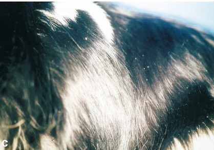 Skin Conditions of the Cavalier King Charles Spaniel